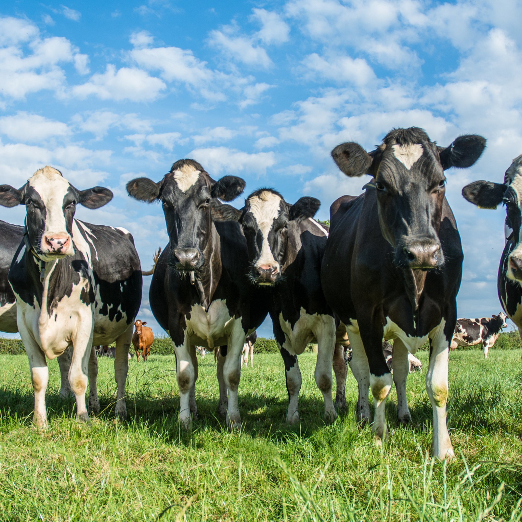 The Environmental Footprint of Cows – milkyplant