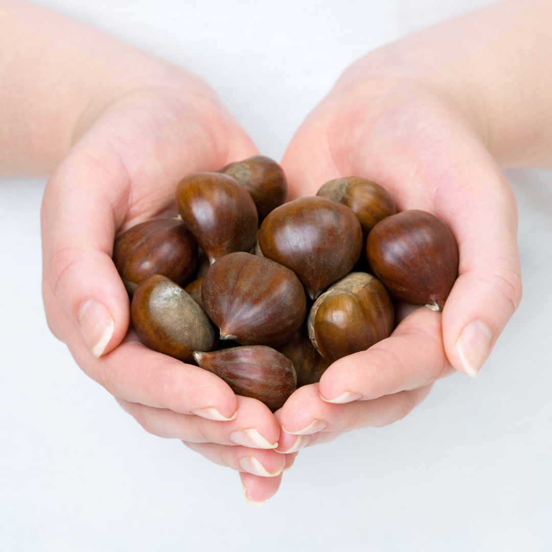 Benefits of Chestnut Milk – milkyplant